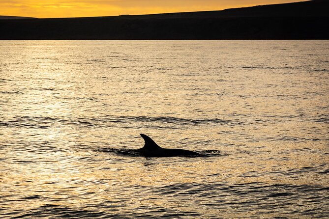 Small Group Dolphin Sunset Tour Review - Dolphin and Wildlife Sightings