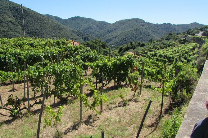 Small Group E-bike Tour in the Ligurian Riviera with Lunch - What the Reviews Say