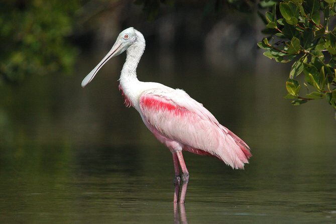 Small-Group Everglades Boating Kayaking and Walking Eco Tour - Key Points