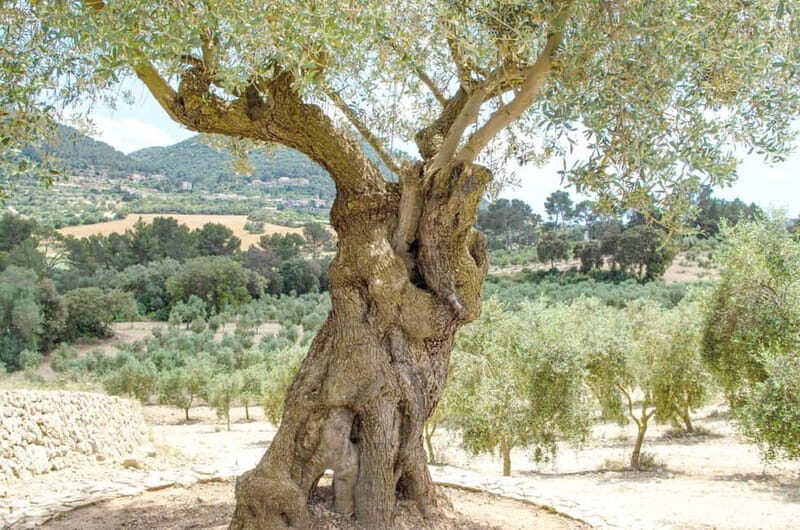 Small group- Exclusive Olive Oil & Wine Tour Mallorca - Introducing a Taste of Mallorca’s Best