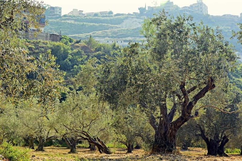 Small group- Exclusive Olive Oil & Wine Tour Mallorca - Why Choose This Tour?
