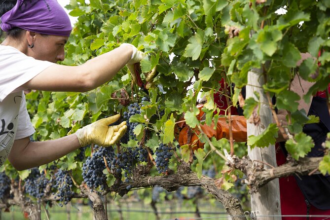 Small-Group Exclusive Winery and Wine Tasting Tour in Frascati - Pricing and Booking