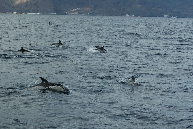 Small Group Excursion Whales and Dolphin Watching Los Gigantes - Why This Tour Works Well