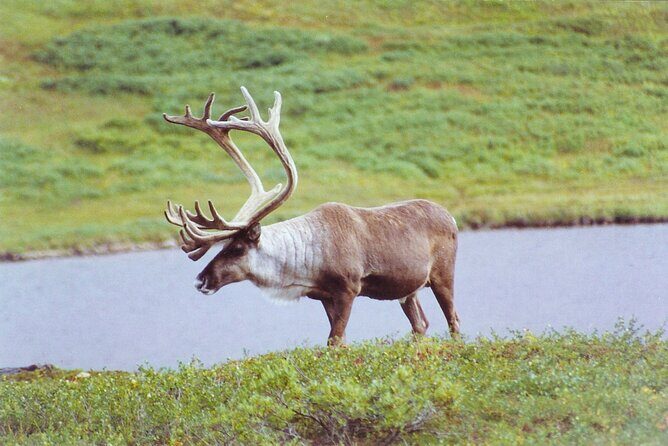 Small-Group Flight Denali National Park Tour with Guided Hike - FAQ