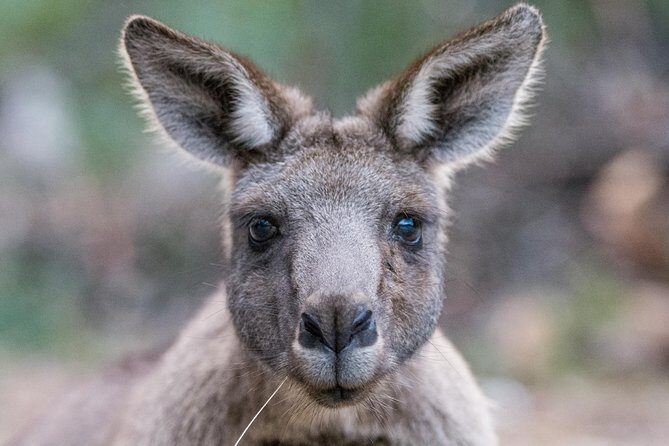 Small-Group Grampians Great Wildlife Escape Day Trip with Hiking - Key Points