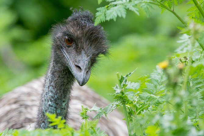 Small-Group Grampians Great Wildlife Escape Day Trip with Hiking - The Sum Up: Why Choose This Tour?