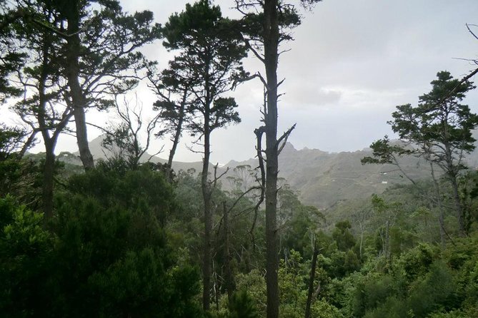 Small Group Guided Hiking in Anaga Rural Park in Tenerife - Hiking the Shaded Forest Trails