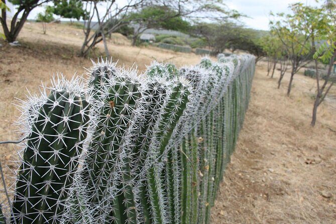 Small-Group Guided North & South Tour of Bonaire with Pick Up - Flamingos, Salt Ponds, and the Old Town of Rincon