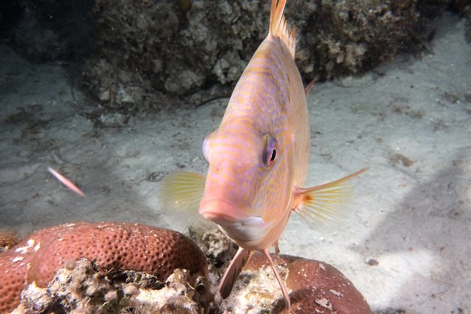 Small Group Guided Shore Dives in St. Andrews State Park, Florida - FAQs