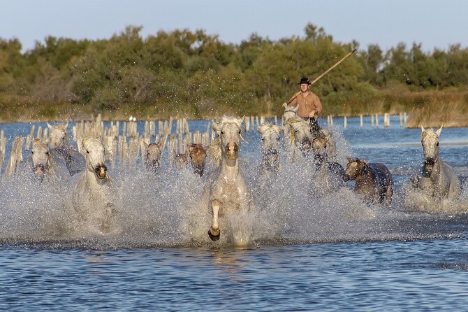Small group half day Camargue and rosé wine tour from Montpellier - Exploring the Camargue and Aigues-Mortes: What to Expect