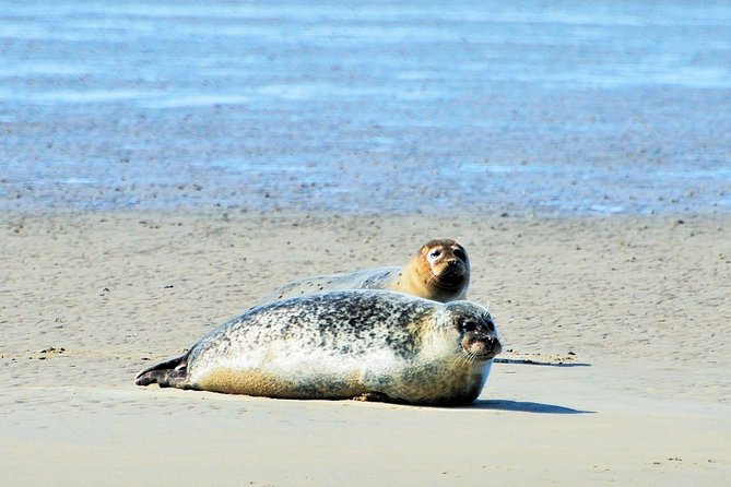 Small Group Half Day Seal Safari at UNESCO Site Waddensea From Amsterdam - Visiting the Historic Village of Medemblik