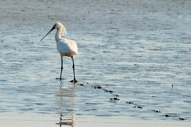 Small Group Half Day Seal Safari at UNESCO Site Waddensea From Amsterdam - Scenic 2.5-hour Boat Tour on the Waddensea