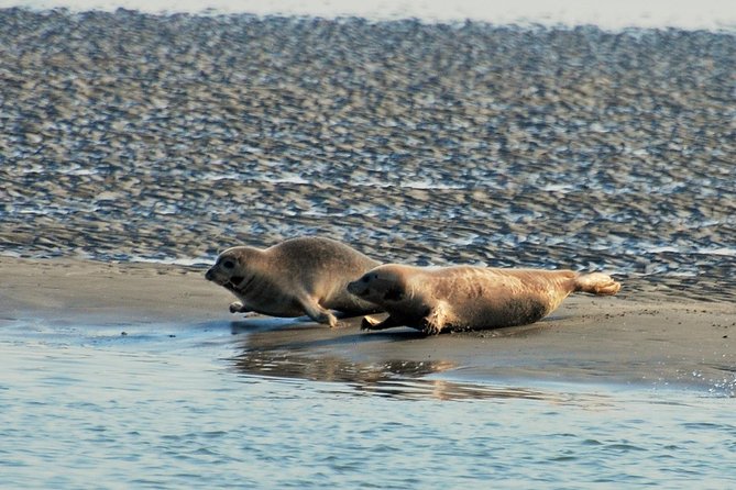Small Group Half Day Seal Safari at UNESCO Site Waddensea From Amsterdam - Viewing the Enclosing Dike From the Sea