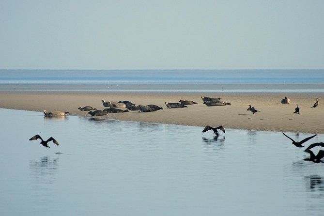 Small Group Half Day Seal Safari at UNESCO Site Waddensea From Amsterdam - Inclusions and Highlights of the Tour