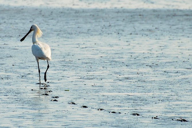 Small Group Half Day Seal Safari at UNESCO Site Waddensea From Amsterdam - Meeting Point and Pickup Information