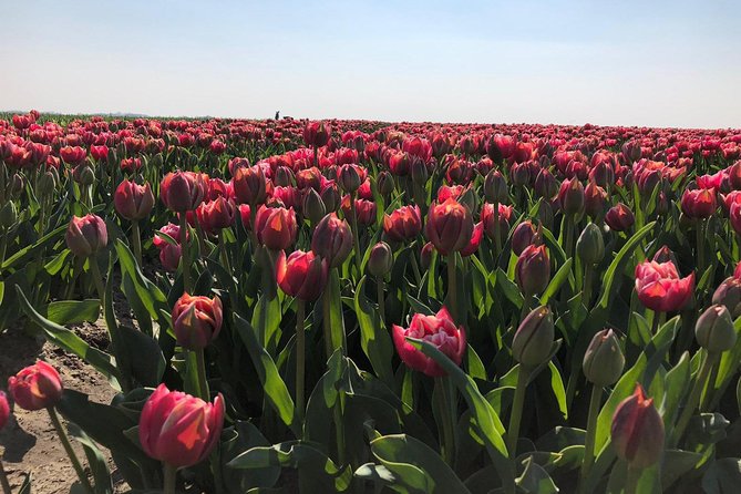 Small Group Half Day Seal Safari at UNESCO Site Waddensea From Amsterdam - Additional Tour Details and Considerations