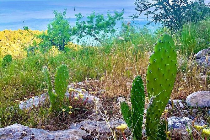 Small Group Half Day Tour of POLIGNANO a MARE and MONOPOLI - FAQ