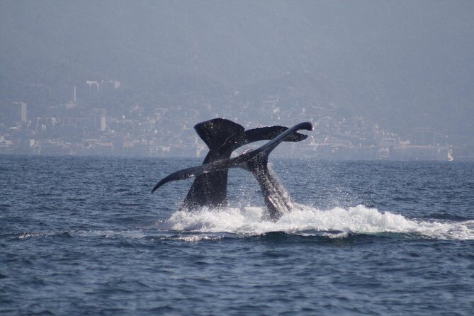 Small-Group Half-Day Whale-Watching Tour in Puerto Vallarta - An In-Depth Look at the Tour Experience