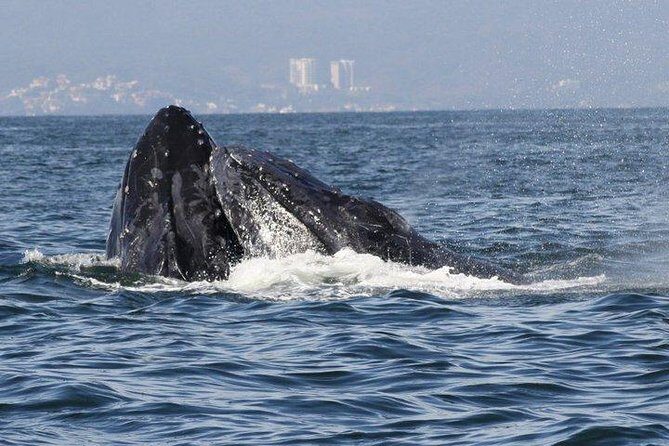 Small-Group Half-Day Whale-Watching Tour in Puerto Vallarta - FAQ