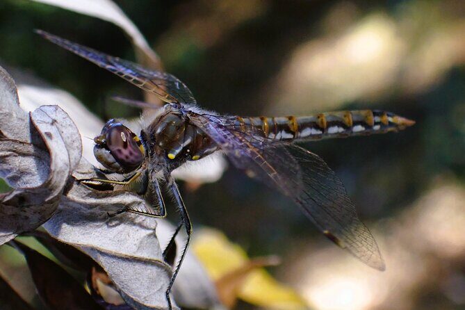 Small Group Hike Through San Diego's Heart and Soul - The Sum Up