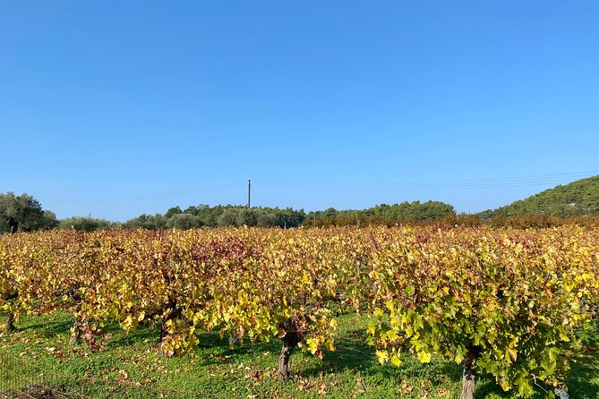 Small group hiking between the beach and Kritinia Castle - Practical Details: What You Need to Know