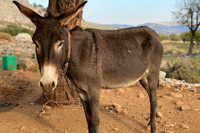 Small Group Hiking in Lindos - Traveler Reviews and Ratings