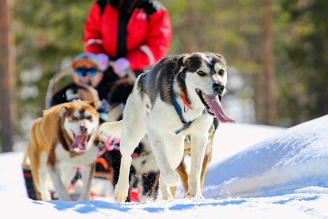Small-Group Husky Mushing Experience in Rovaniemi - Meeting and Pickup Details