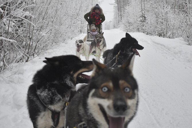 Small-Group Husky Mushing Experience in Rovaniemi - Safety and Physical Requirements