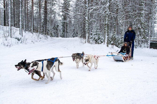 Small-Group Husky Mushing Experience in Rovaniemi - Scenic Route and Duration