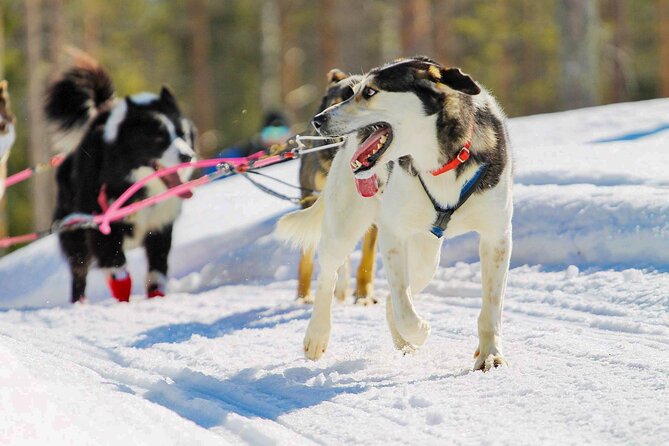 Small-Group Husky Mushing Experience in Rovaniemi - Authentic Husky Mushing Adventure