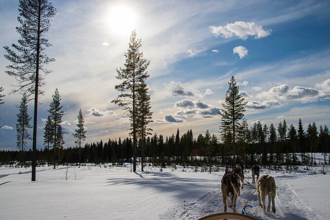 Small-Group Husky Mushing Experience in Rovaniemi - Recommended for All Ages