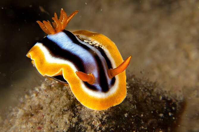 Small-Group Introductory Scuba Diving in Pula - Customer Reviews and Feedback