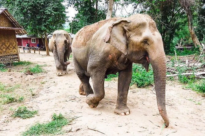 Small Group: Kanchanaburi Death Railway, Erawan Waterfall and Elephant - An Introduction to the Tour Experience