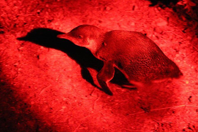 Small Group Kangaroo Island Evening and Night Tour - An In-Depth Look at the Kangaroo Island Night Safari