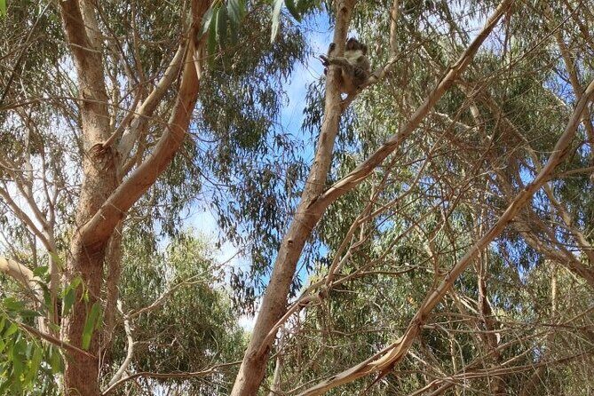 Small Group Kangaroo Island Tour - Best of KI in 2 Days - Who Is This Tour Best For?