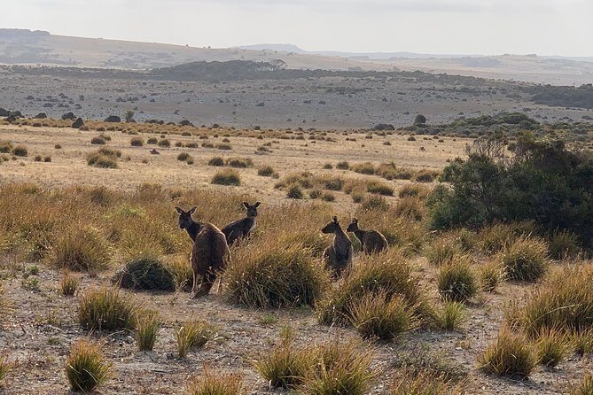Small Group Kangaroo Island Tour - Dudley Peninsula - FAQ
