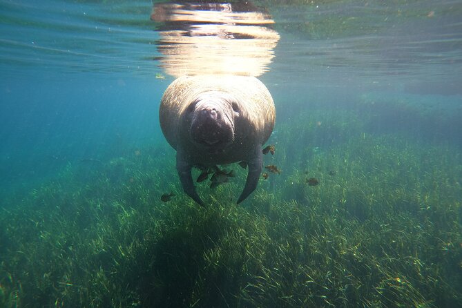 Small Group Manatee Snorkel Tour with In-Water Guide and Photographer - Who Should Book This Tour?