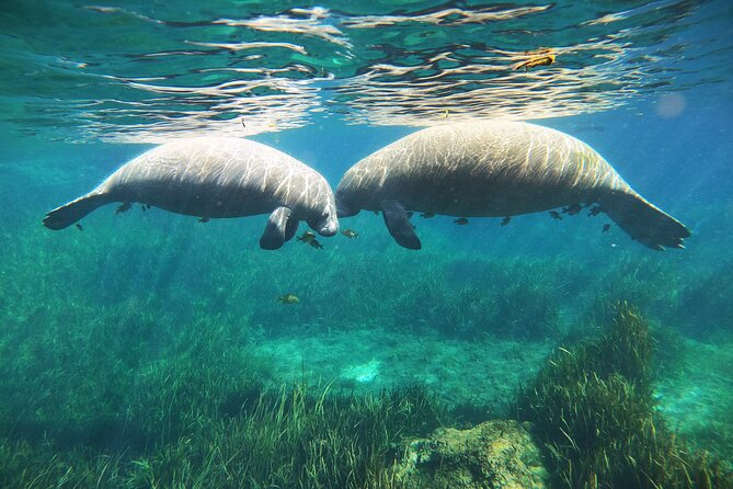 Small Group Manatee Snorkel Tour with In-Water Guide and Photographer - FAQ