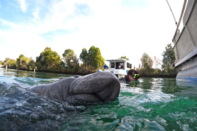 Small Group Manatee Swim Tour With In Water Guide - Who Will Love This Tour?