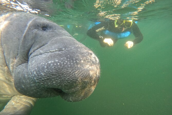 Small Group Manatee Swim Tour With In Water Guide - The Sum Up