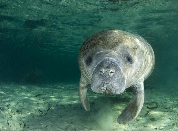 Small group Manatee Tour with In-Water Divemaster/Photographer - Key Points