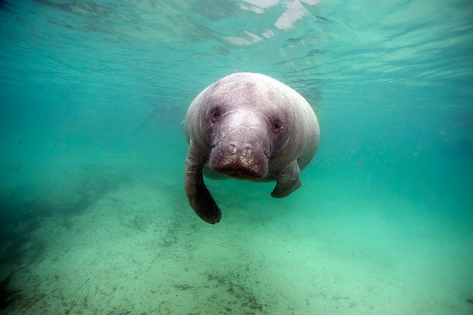 Small group Manatee Tour with In-Water Divemaster/Photographer - FAQ
