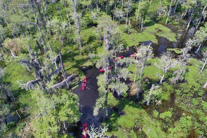 Small-Group Manchac Swamp Kayak Tour - Discovering the Louisiana Bayou: What to Expect