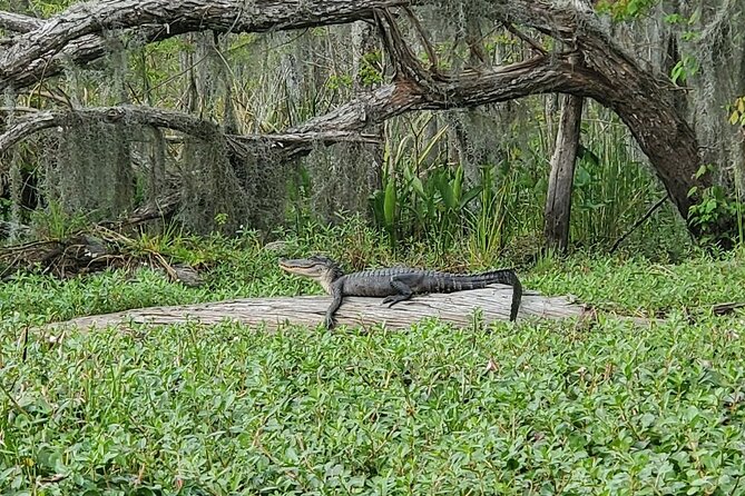 Small-Group Manchac Swamp Kayak Tour - Who Will Love This Tour?