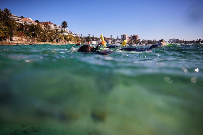 Small Group Manly Snorkel Tour and Nature Walk with Local Guide - An In-Depth Look at the Tour Experience
