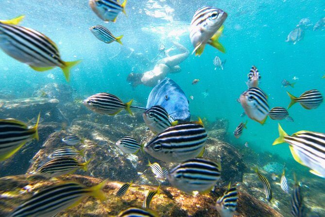 Small Group Manly Snorkel Tour and Nature Walk with Local Guide - FAQ