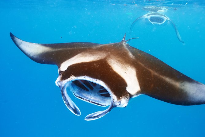 Small-Group Manta Ray Moonlight Snorkel from Kona - FAQ