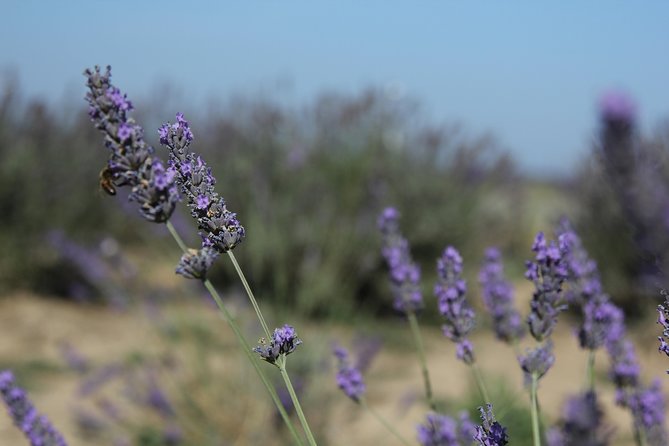 Small Group Marseille Shore Excursion: Lavender Tour - Cancellation and Booking Policies