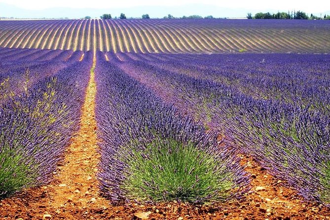 Small Group Marseille Shore Excursion: Lavender Tour - Why Choose This Lavender Tour