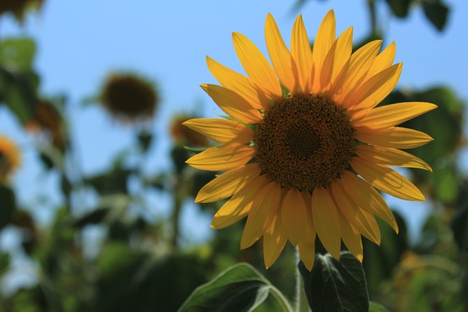 Small Group Marseille Shore Excursion: Lavender Tour - What to Expect on the Lavender Tour